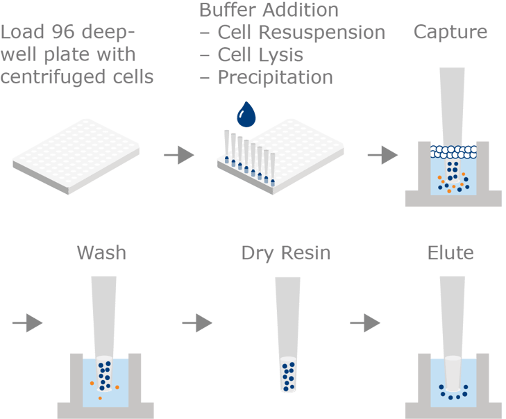 Automation of MiniPrep in a Drug Discovery Setting
